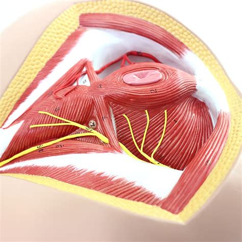 Male Perineum Anatomy Model