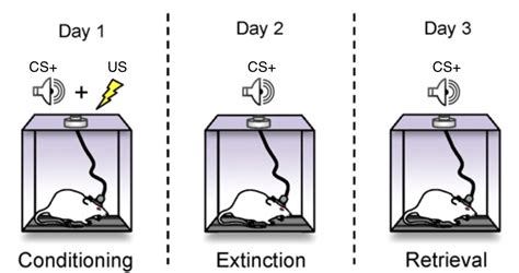 Cosyne Workshops Day 1 Part 1 Catnip Neural Dynamics Lab