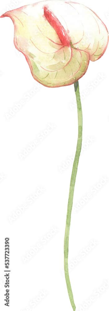 Beautiful Floral Stock Clip Art Png Illustration With Hand Drawn
