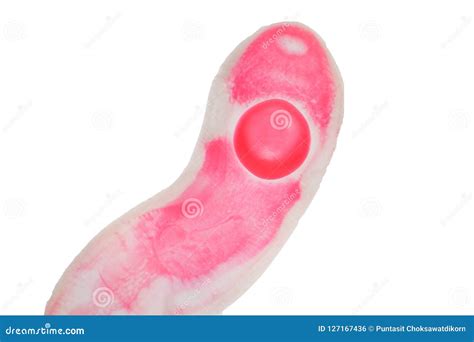 Liver Flukeparasitic Flatworm Of Cattle And Other Grazing Anim Stock