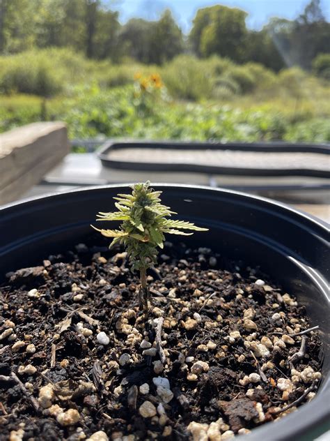 Might Have Started Her Late Rtrees