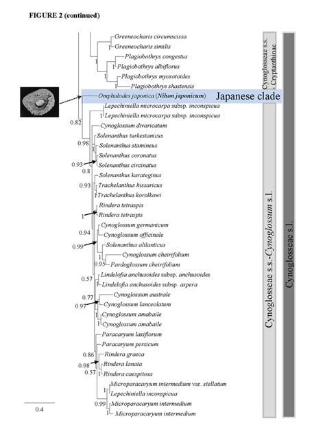 Bayesian Majority Rule Consensus Tree Based On Nuclear Its Sequences Download Scientific