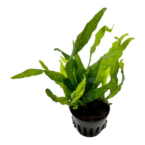 Java Fern Flaming Ultraaquariumplantsbase