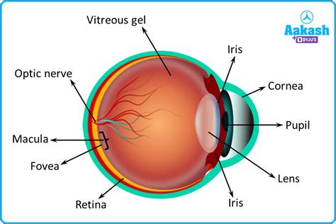 Convex Lens Eye Defect