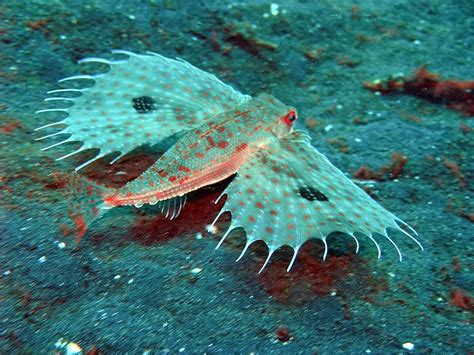 Awesome Blog Awesome Cool Deep Sea Creatures Photo Collection 10 Pics