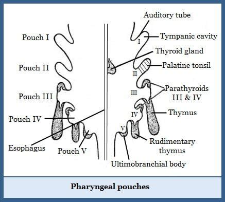 Pharyngeal Pouch