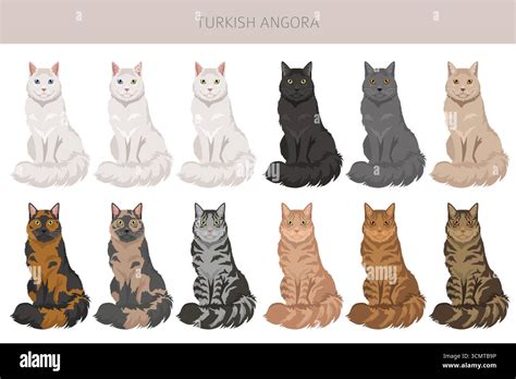 Turkish Angora Cat Clipart All Coat Colors Set All Cat Breeds