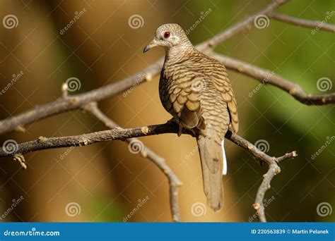 Inca Dove Or Mexican Dove Columbina Inca Is A Small New World Dove