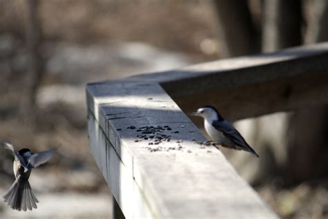 Free Photo Small Bird Animal Bird Small Free Download Jooinn