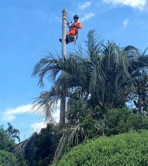 Palm Tree Removal Caloundra Trees