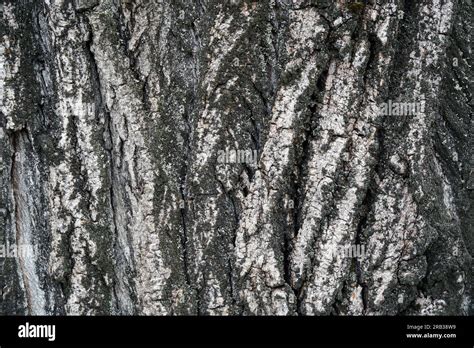 Large Tree Bark Texture For Background And Design Stock Photo Alamy