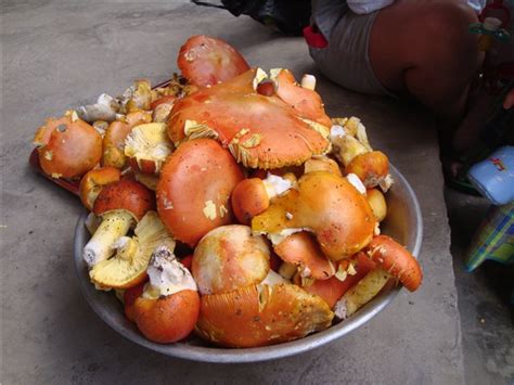 რატომ გახდა სოკო „ნიყვი“ სოციალურ ქსელებში განსჯის საგანი და როგორ უნდა მოამზადოთ ის Gemrielia Ge