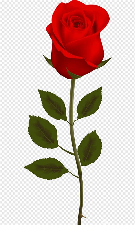 Flor Dibujo Rosa Rosa Pintura De Acuarela Floribunda Tallo De La