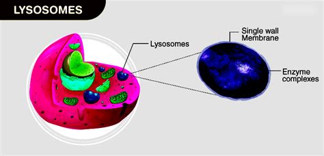 Lysosomes Definition Structure Function Diseases And Faqs