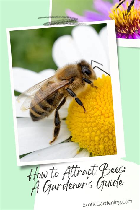 How To Attract Bees A Gardener S Guide Exotic Gardening