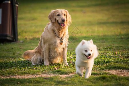犬图片 犬素材 犬高清图片 摄图网图片下载