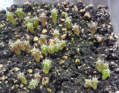 Tbm Clone A X PsychoØ Seedlings Rtrichocereus