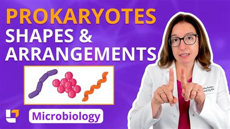 Prokaryotes Shapes And Arrangements Microbiology Leveluprn