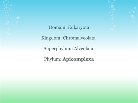 Ppt Apicomplexa Powerpoint Presentation Free Download Id 471922