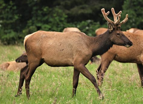 Genus Cervus — Coke Smith Wildlife