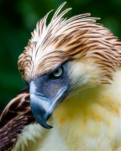 The Great Philippine Eagle