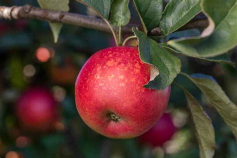 How To Water Apple Trees Gardeners Path