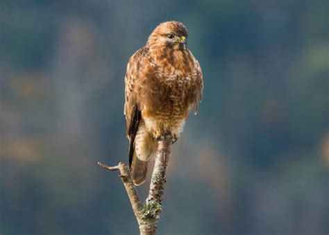 Himalayan Buzzard The Peregrine Fund