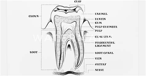 Mouse Teeth Anatomy
