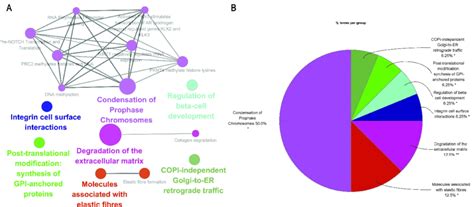 Reactome Pathways Analysis By Cluego A Pathways Enriched In