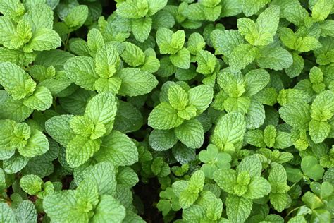 How To Identify Spearmint Mentha Spicata