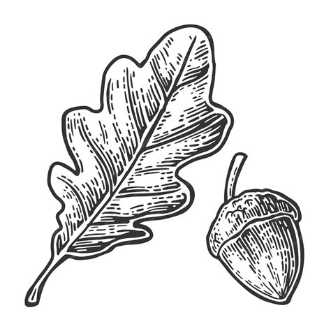 Premium Vector Oak Leaf And Acorn Vector Vintage Engraved