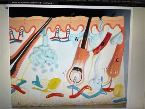 A P 1 Lab Practical 3 Flashcards Quizlet A P 1 Lab Practical 3 Flashcards Quizlet