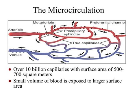 Microcirculation Overview Cardiovascular System Ppt Heart And Cardiovascular Diseases