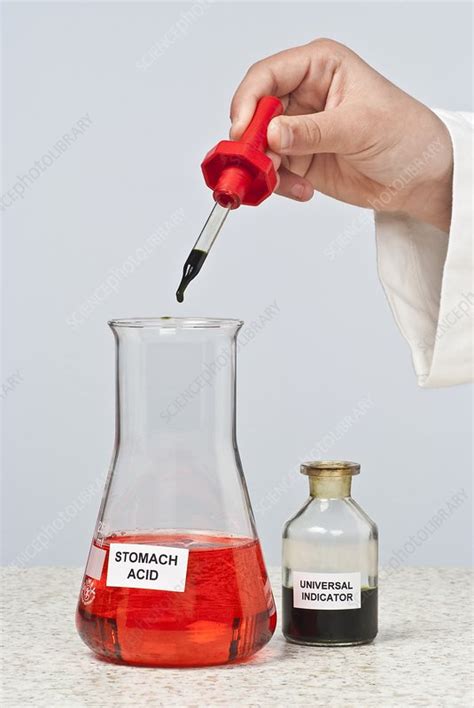 Acid Reflux Experiment Stock Image C0109143 Science Photo Library