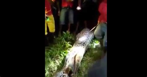 Reticulated Python Eating Human