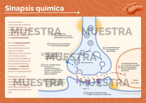 Poster Sinapsis Química Canal Mitocondria