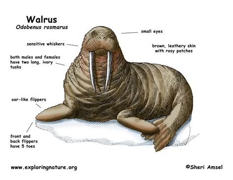 Walrus Anatomy
