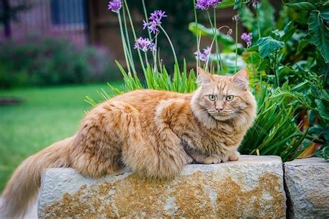 Gatto dentro o fuori casa è positivo far uscire il gatto