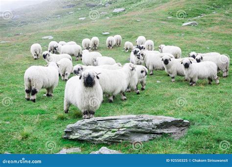 Valais Blacknose Sheep At Zermatt Switzerland Stock Image Image Of