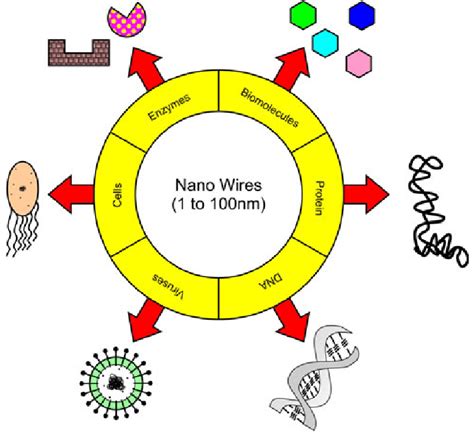Tool Range Of Nanowire Sensor For Detection Of Biomolecules Download Scientific Diagram