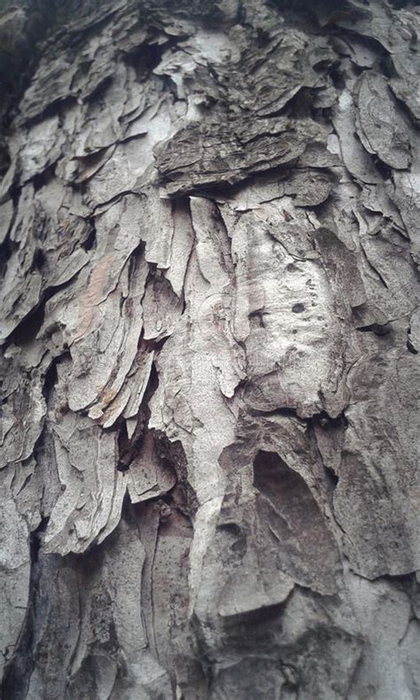 Bark Of Tree Stock Image Image Of Wood Background Colours 70034693