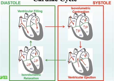 Cardiac Cycle And Pv Loops Flashcards Quizlet