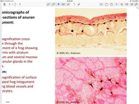 Comparative Vertebrae Lecture 7 Incomplete Flashcards Quizlet
