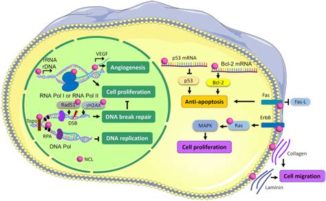 Cellular Localization Of Nucleolin Determines The Prognosis In Cancers A Meta Analysis Pmc