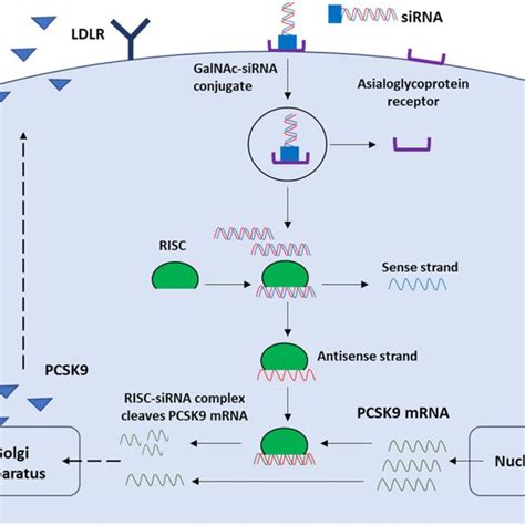 Potentials And Challenges Of Inclisiran In Current Lipid Lowing