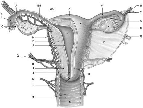 Uterus Diagram Unlabeled