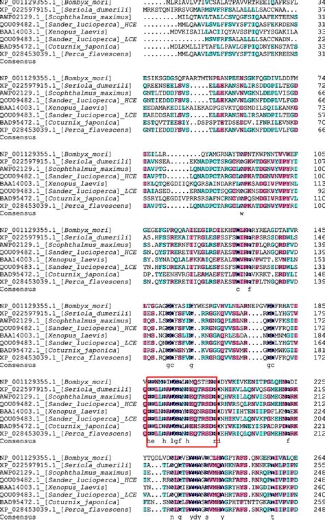 Multiple Amino Acid Sequence Alignment Of Hce And Lce Of Pikeperch With Download Scientific