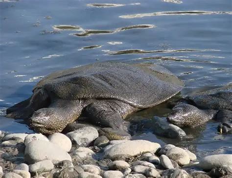 Northern Australian Snapping Turtle Life Expectancy