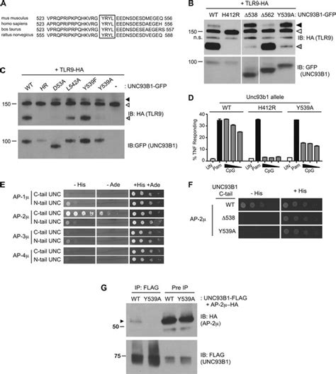 Unc93b1 Mediates Differential Trafficking Of Endosomal Tlrs Elife
