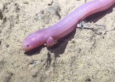 Dabbah Muncul Di Israel Pertanda Akan Kiamat Cek Kebenarannya